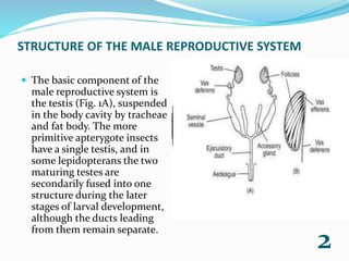 Reproductive system of insects | PPTX