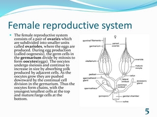Reproductive system of insects | PPTX
