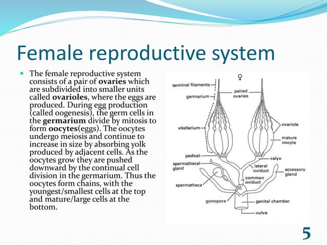 Reproductive system of insects | PPTX | Infertility | Reproductive Health