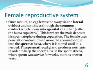 Reproductive system of insects | PPTX