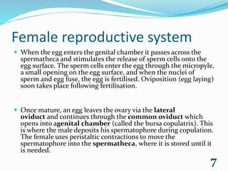 Reproductive system of insects | PPTX