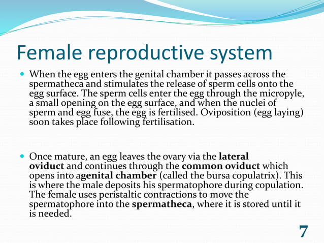 Reproductive system of insects | PPTX | Infertility | Reproductive Health
