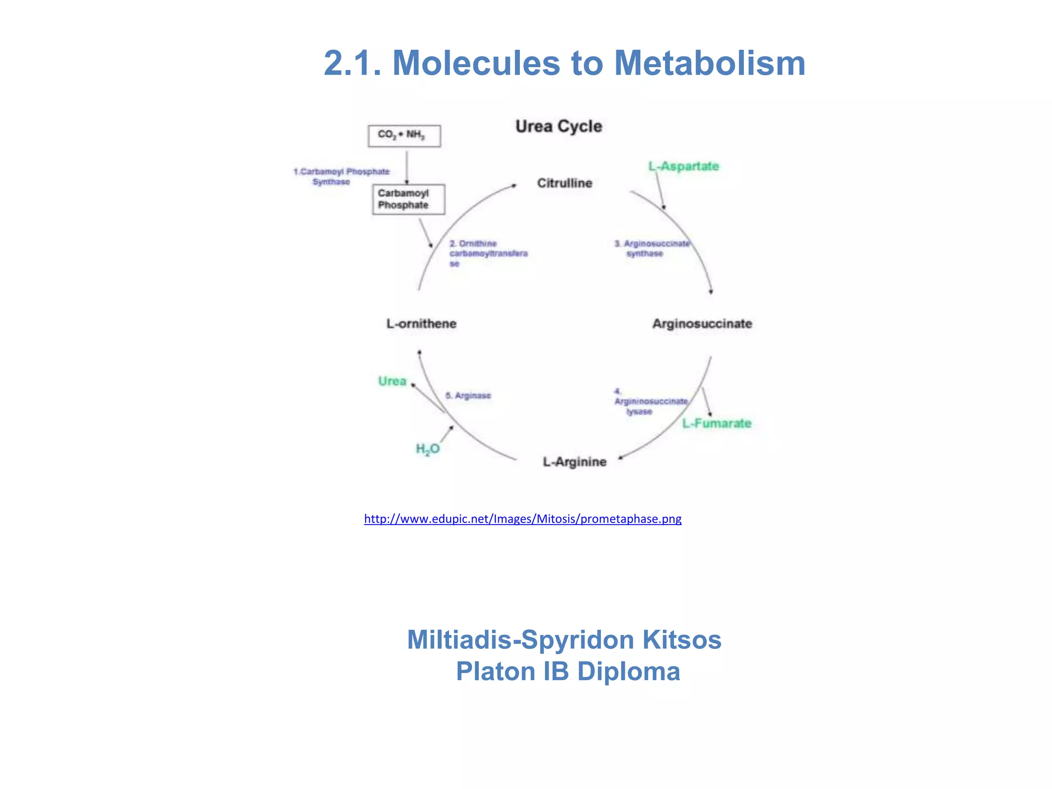 2.1. Molecules to Metabolism | PPTX