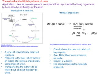 2.1. Molecules to Metabolism | PPT