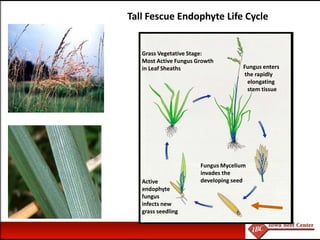 Joe Sellers, Dr. Scott Flynn - Fescue Toxicosis in Beef Cattle ...