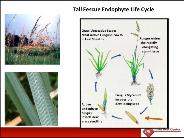 Joe Sellers, Dr. Scott Flynn - Fescue Toxicosis in Beef Cattle: Under…