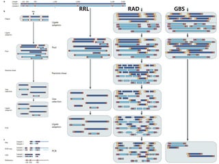 GBS: Genotyping by sequencing | PPT
