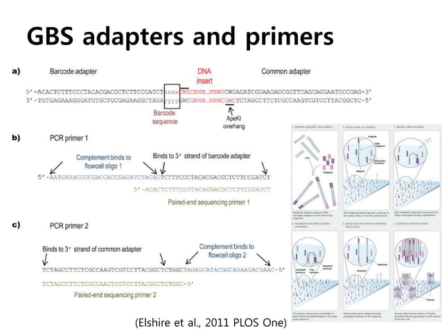 GBS: Genotyping by sequencing | PPTX | Genetics | Science