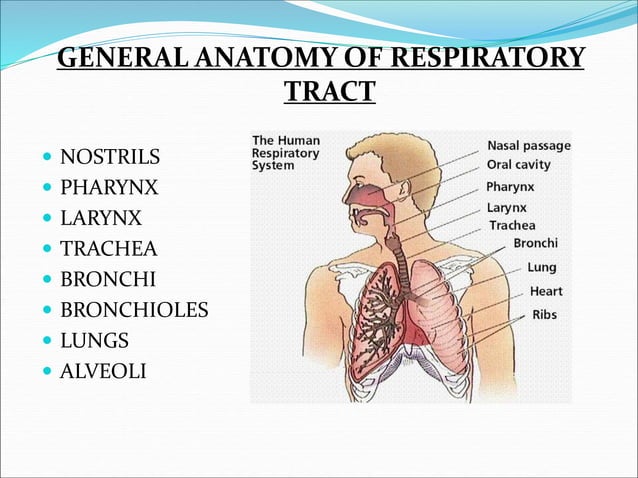 141363130-respiratory-tract-infection.ppt