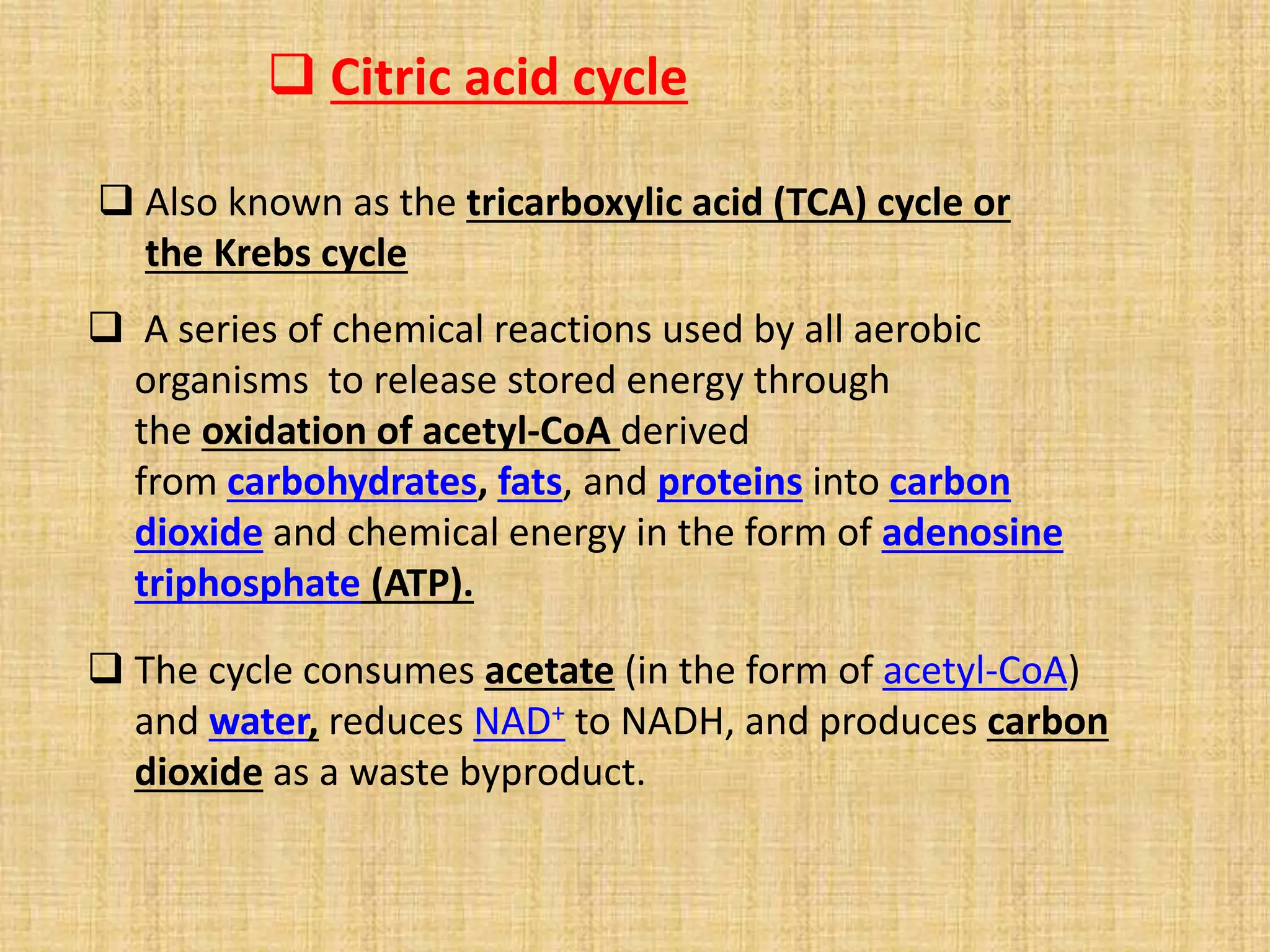 citric acid cycle -overview and process to know about | PPTX