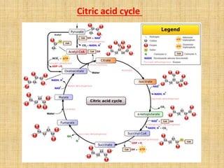 citric acid cycle -overview and process to know about | PPTX
