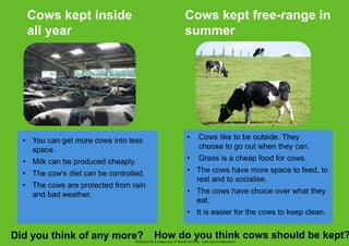141438_primary-powerpoint-dairy-cows.pptx | Vegan Diets | Food & Drink