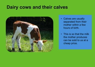 141438_primary-powerpoint-dairy-cows.pptx | Vegan Diets | Food & Drink
