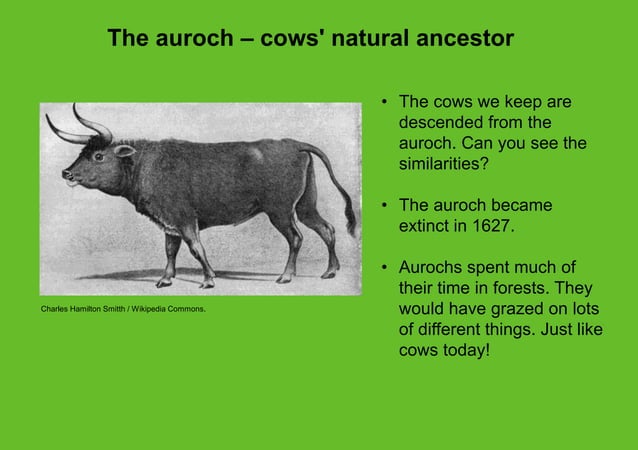 141438_primary-powerpoint-dairy-cows.pptx | Vegan Diets | Food & Drink