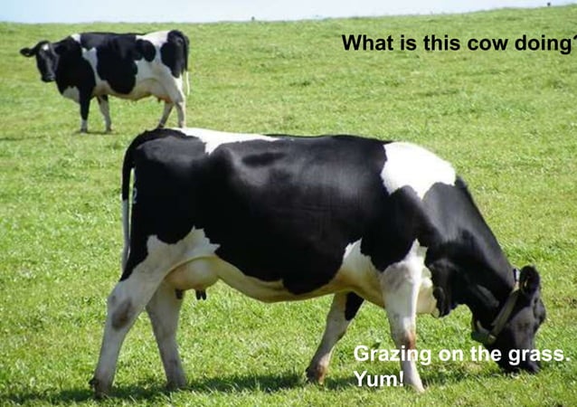 141438_primary-powerpoint-dairy-cows.pptx | Vegan Diets | Food & Drink