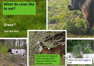 141438_primary-powerpoint-dairy-cows.pptx