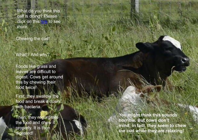 141438_primary-powerpoint-dairy-cows.pptx | Vegan Diets | Food & Drink