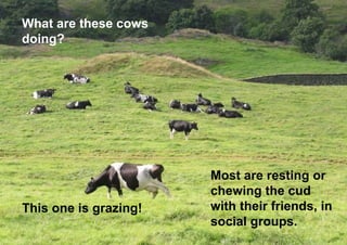 141438_primary-powerpoint-dairy-cows.pptx | Vegan Diets | Food & Drink