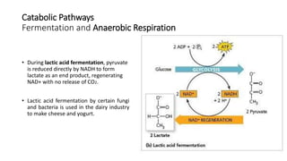 9 - Metabolism and Transfering Energy - Part Two | PPT