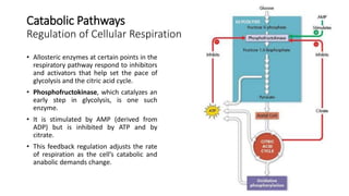 9 - Metabolism and Transfering Energy - Part Two | PPT