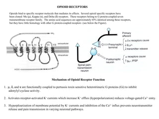 Opioid-Teaching | PPT