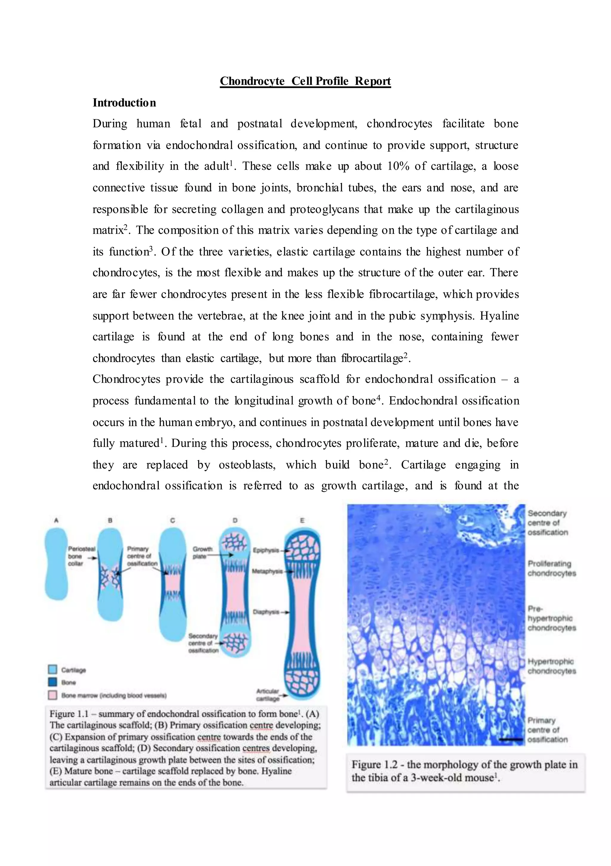 Chondrocyte Cell Profile Report | DOCX