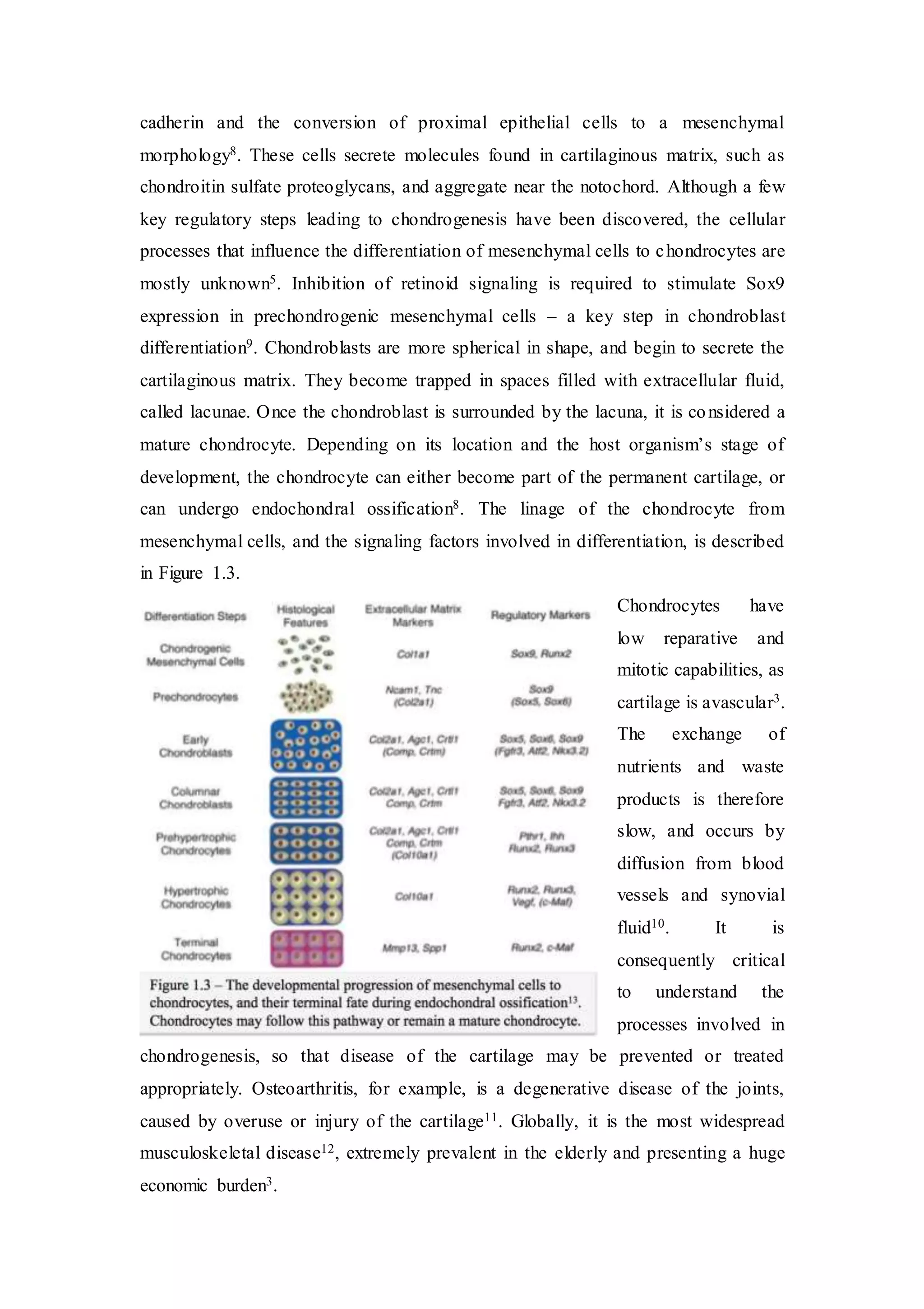 Chondrocyte Cell Profile Report | DOCX