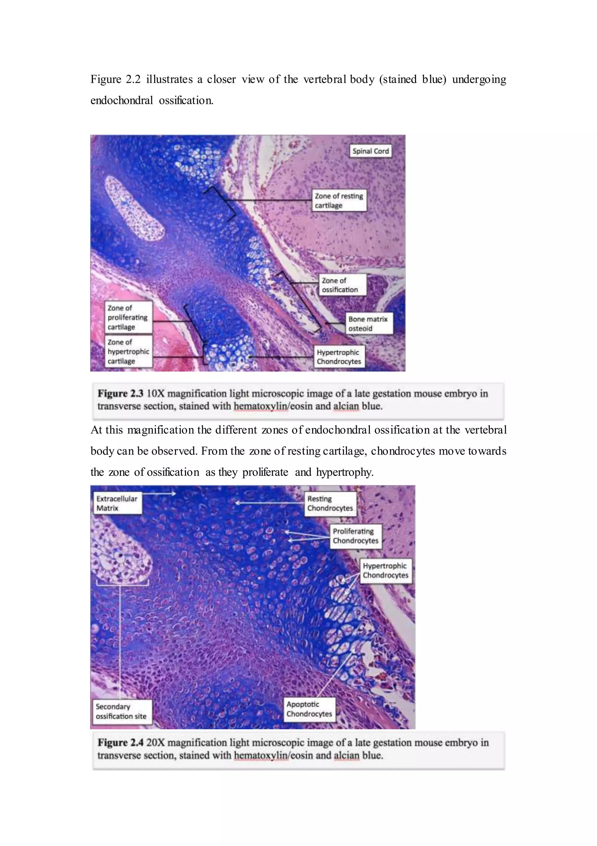 Chondrocyte Cell Profile Report | DOCX