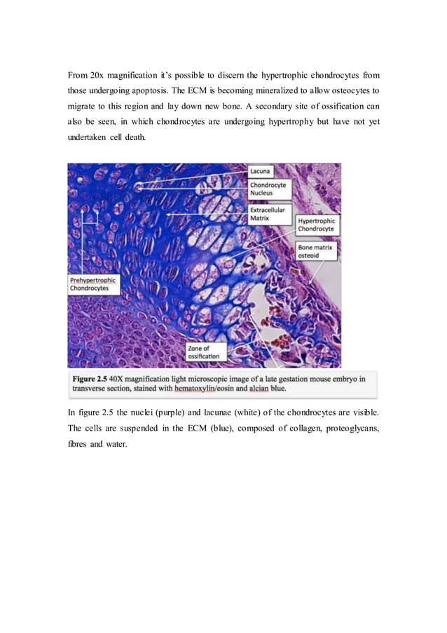 Chondrocyte Cell Profile Report | DOCX | Bone and Joint Conditions ...