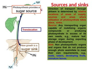 14 & 15 translocation of assimilates.pptx