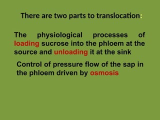 14 & 15 translocation of assimilates.pptx