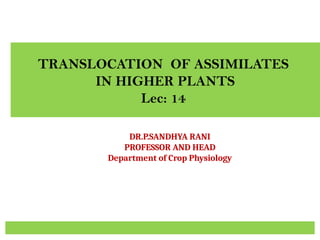14 & 15 translocation of assimilates.pptx