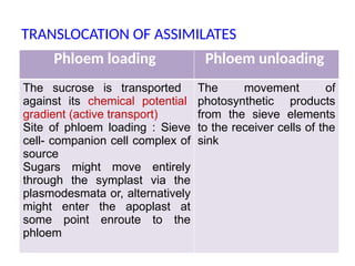 14 & 15 translocation of assimilates.pptx