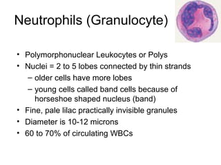 1417145 634724779765322500 | PPT