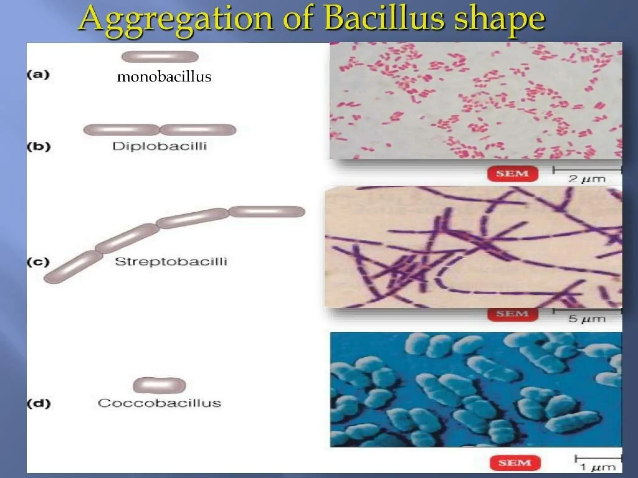 1417945051.pptx classification of bacteria | PPTX
