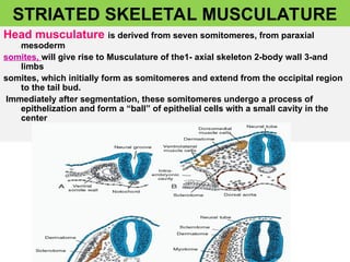 lecture about muscle system in human.ppt