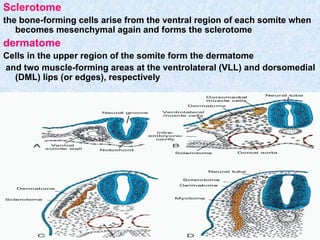 lecture about muscle system in human.ppt