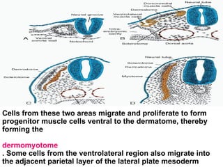 lecture about muscle system in human.ppt