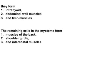 lecture about muscle system in human.ppt