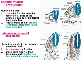 lecture about muscle system in human.ppt