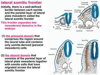 1_41963844821581863 muscular system .ppt | Biological Sciences | Science