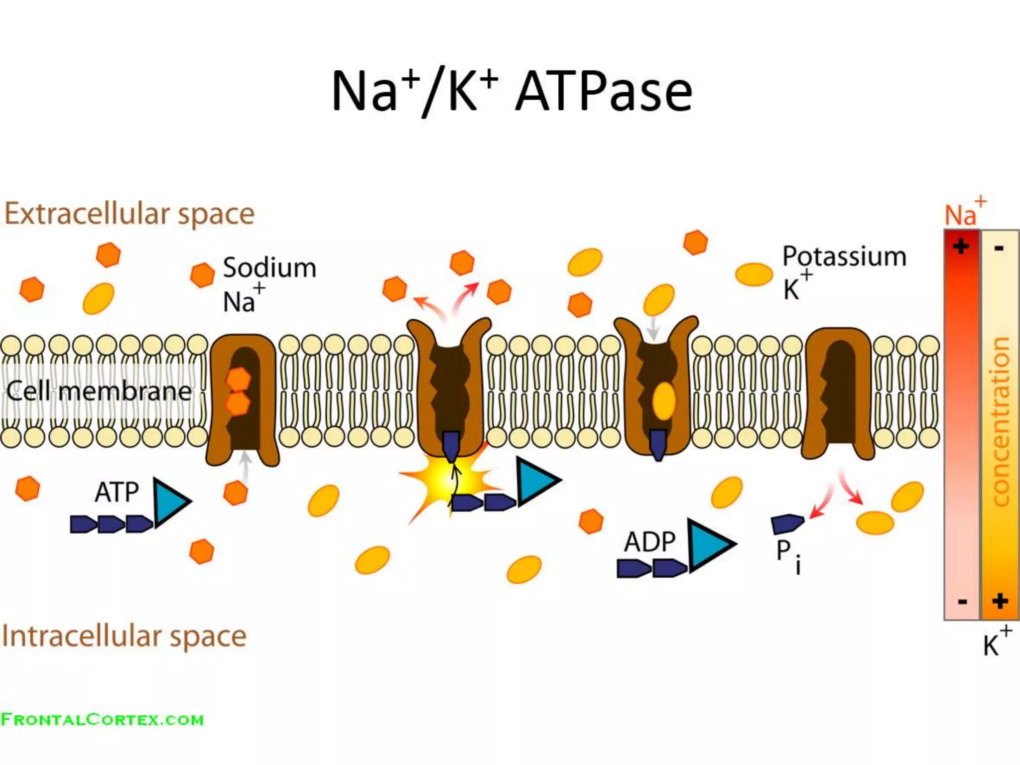 Sodium and Potassium pump ATPase | PPTX