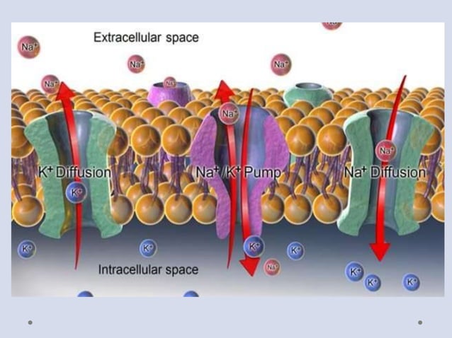 Sodium and Potassium pump ATPase | PPTX