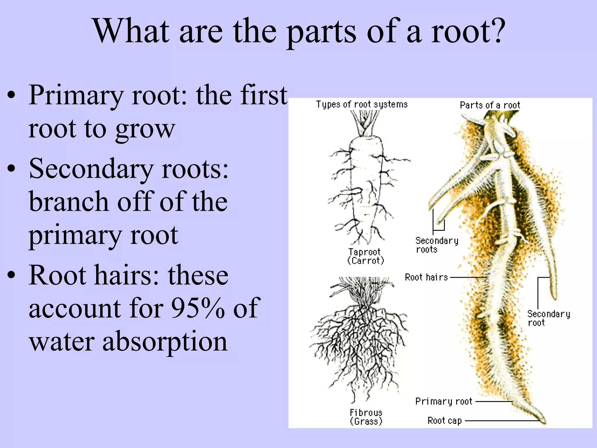14-1 Plant Anatomy | PPT
