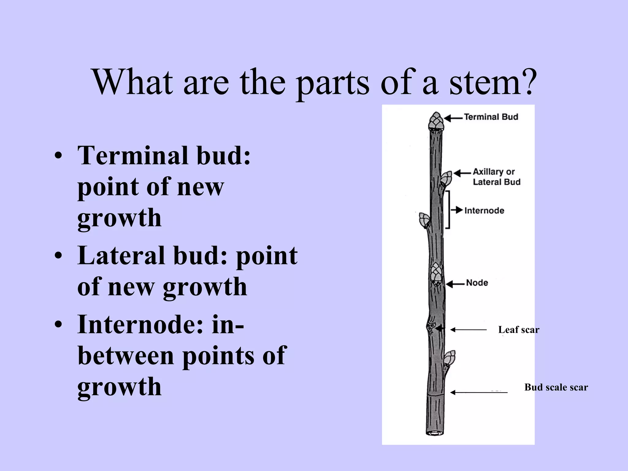 14-1 Plant Anatomy | PPT