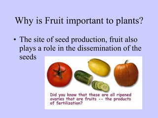 14-1 Plant Anatomy | PPT