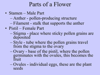 14-1 Plant Anatomy | PPT