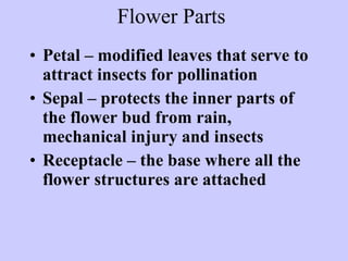 14-1 Plant Anatomy | PPT