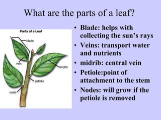 14-1 Plant Anatomy | PPT