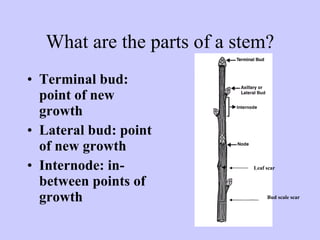 14-1 Plant Anatomy | PPT